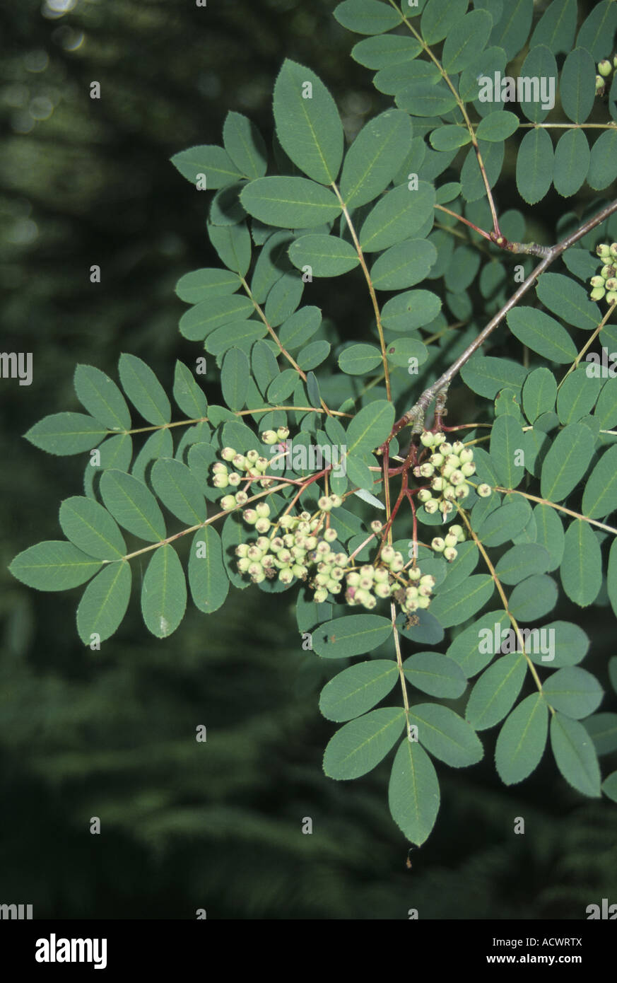 Kite leaf Rowan Sorbus oligodonta leaf and fruit Stock Photo - Alamy