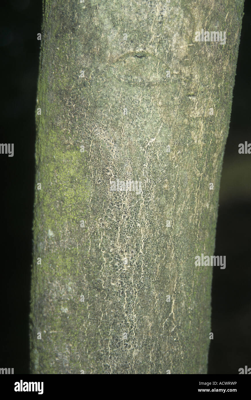 Chinese Bladdernut Staphylea holocarpa close up of bark Stock Photo - Alamy