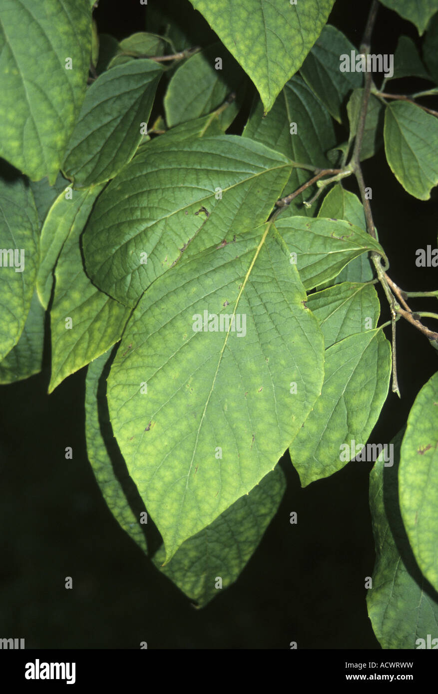 Hemsleys hi-res stock photography and images - Alamy