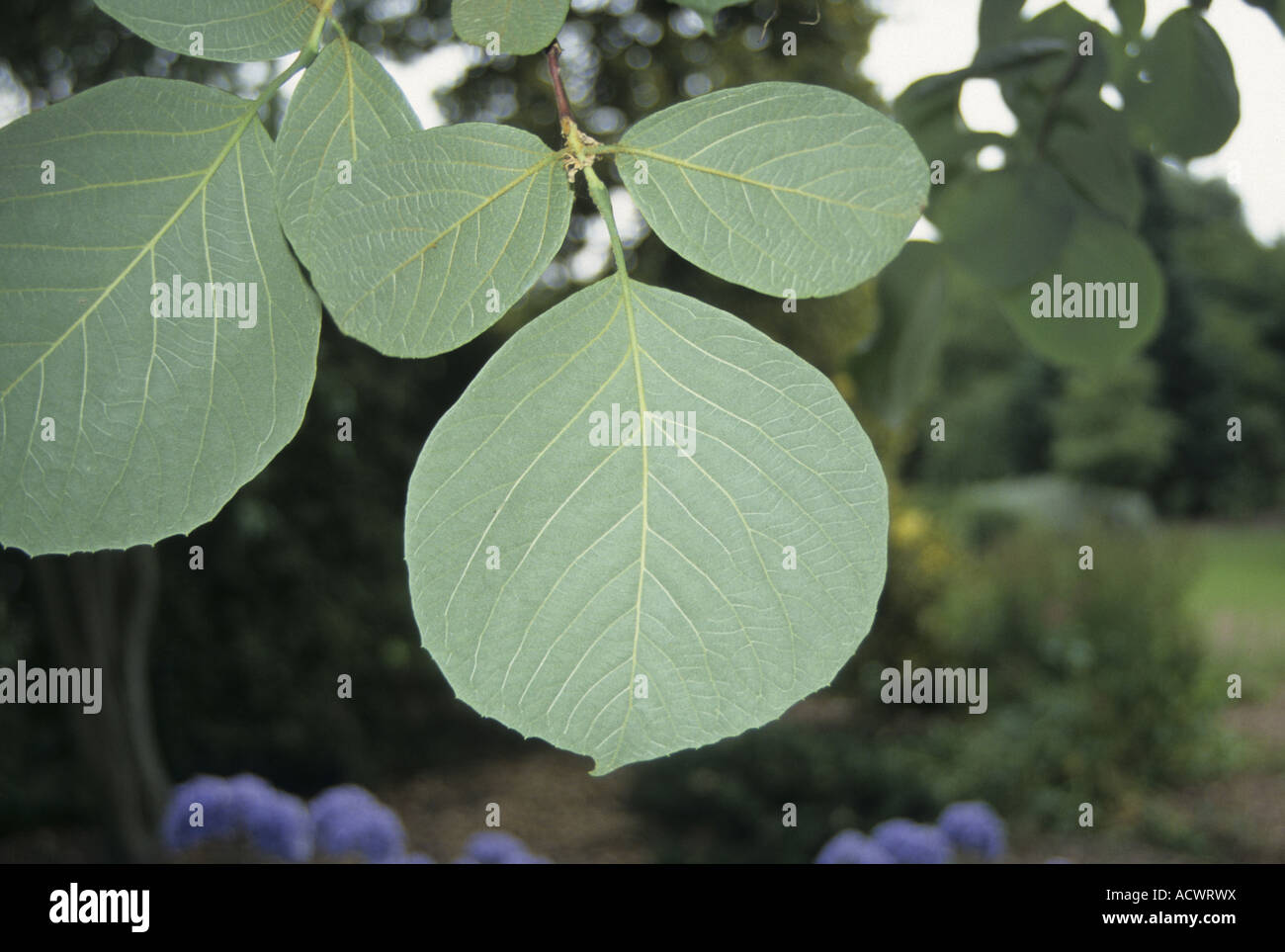 Big leaf Storax Styrax obassia leaf Stock Photo - Alamy