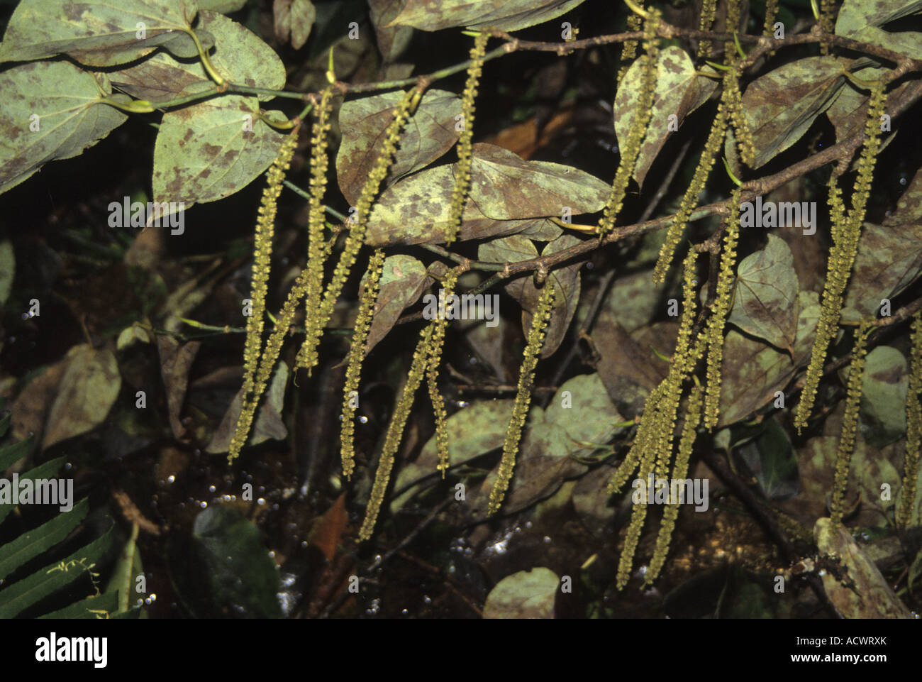 Tetracentron hi-res stock photography and images - Alamy