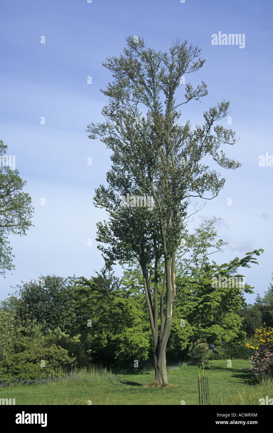 Spur Leaf Tetracentron sinense habit whole tree Stock Photo - Alamy