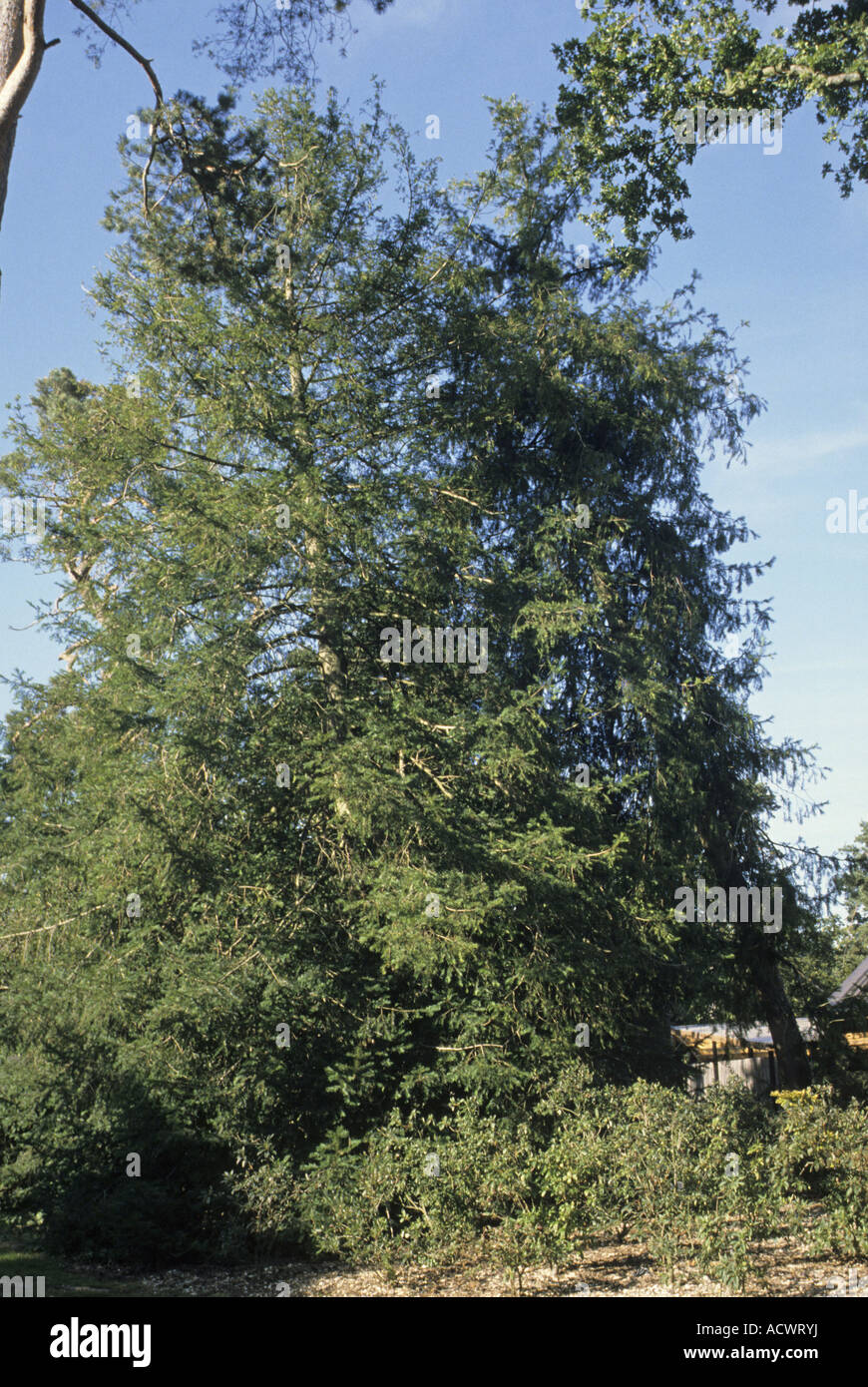 California Nutmeg Tree Torreya californica habit whole tree Stock Photo ...