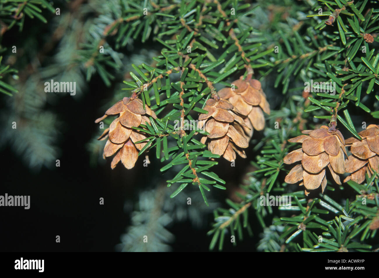 Carolina Hemlock Tsuga caroliniana Fruit Stock Photo - Alamy