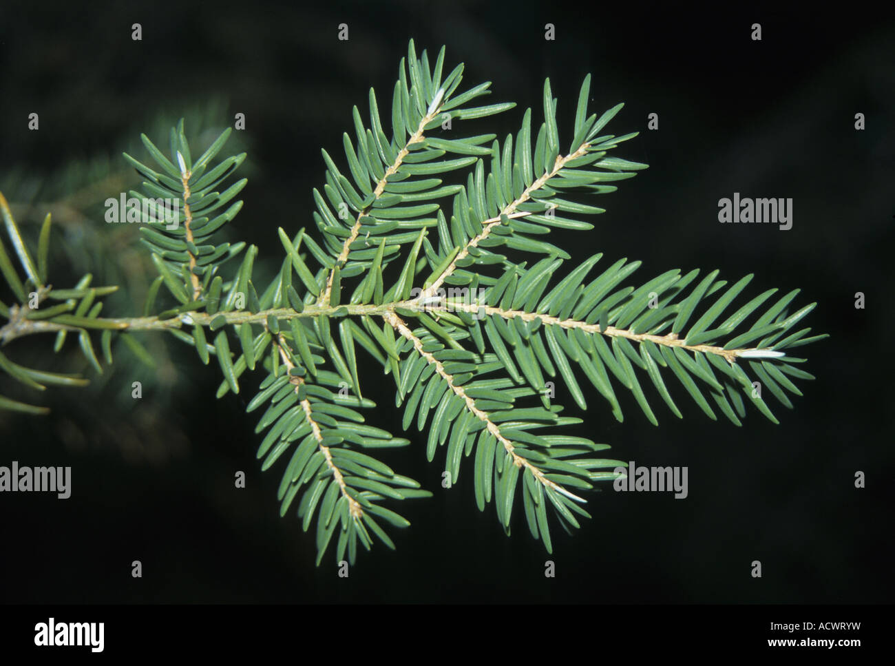 Himalayan Hemlock Tsuga dumosa leaf Stock Photo - Alamy