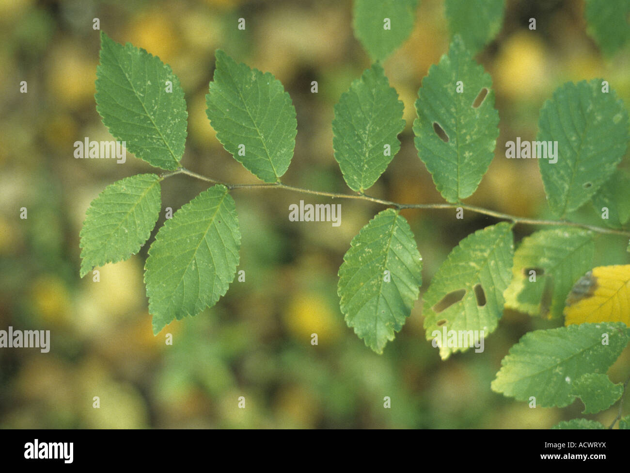 Smooth Elm Ulmus minor leaf Stock Photo - Alamy
