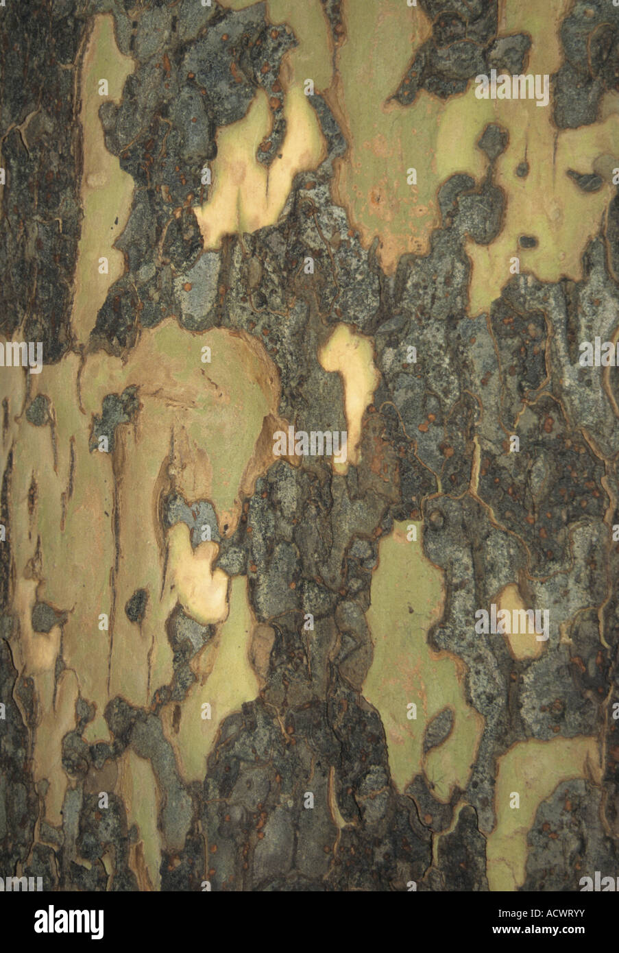 Elm tree bark hi-res stock photography and images - Alamy