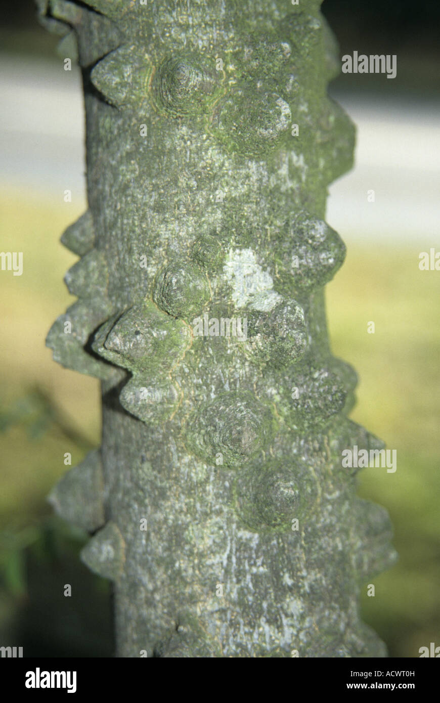 Chinese Prickly ash Zanthoxylum simulans close up of bark Stock Photo ...