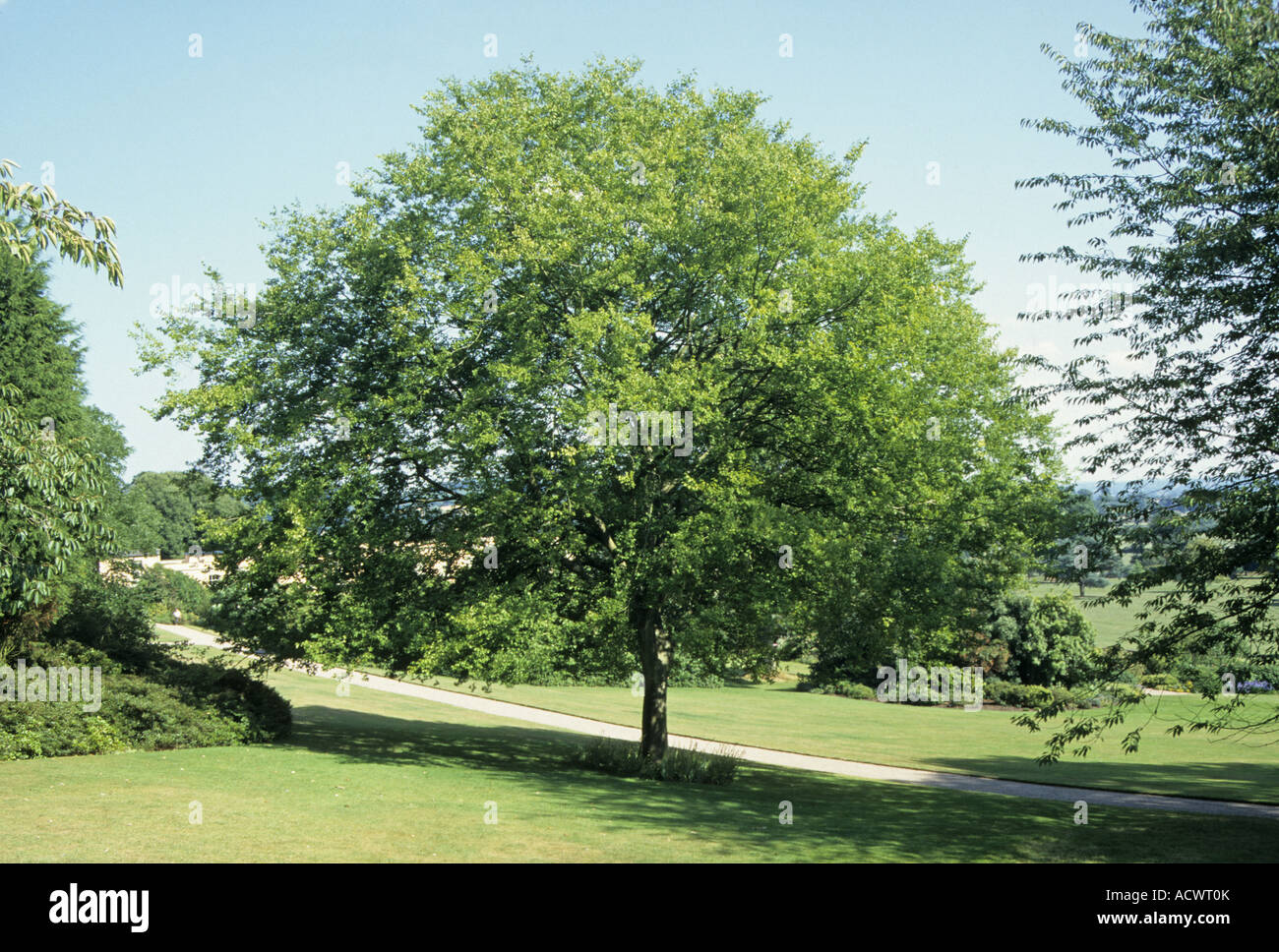 Keaki Zelkova serrata habit whole tree Stock Photo - Alamy