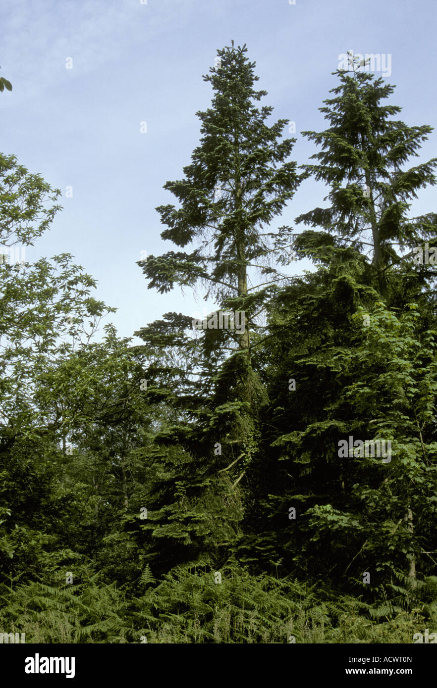 Abies amabilis Habit whole tree Stock Photo - Alamy