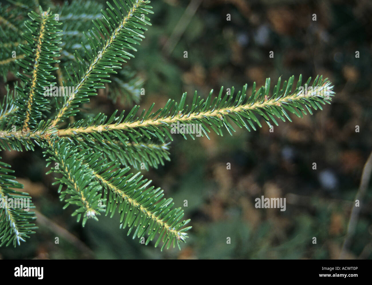 Balsam Fir Abies balsamea leaf Stock Photo - Alamy