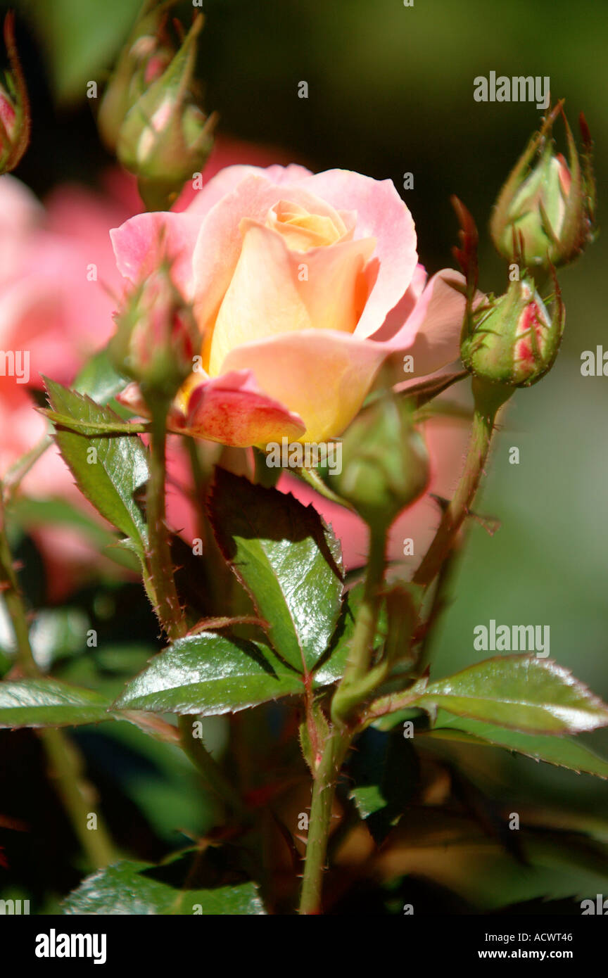 flower rose blossom summer garden flower garden floriculture bloom be ...