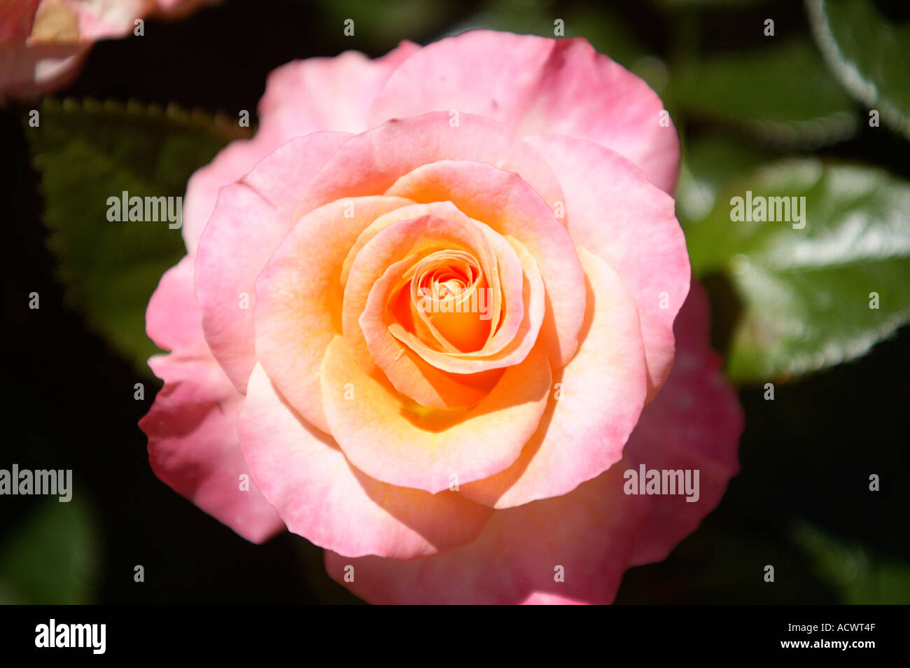 flower rose blossom summer garden flower garden floriculture bloom be ...