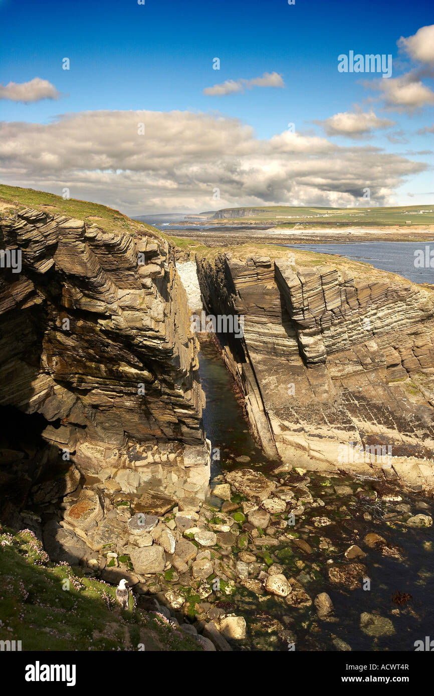 Geo inlet and cliffs on the brough of birsay Orkney Islands Scotland UK ...
