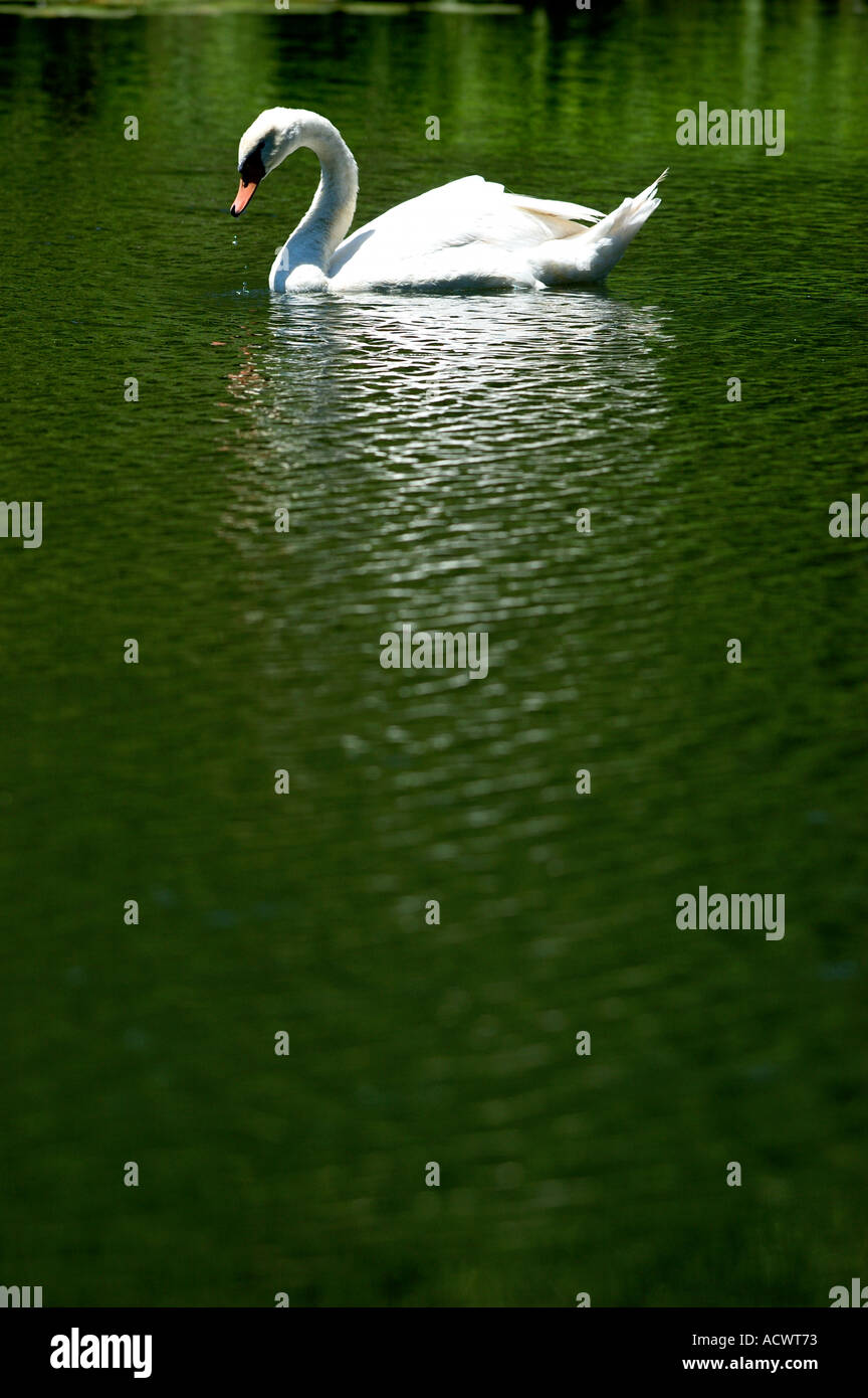 swan water fowl fowl bird white bird reflection water ripple swim ...