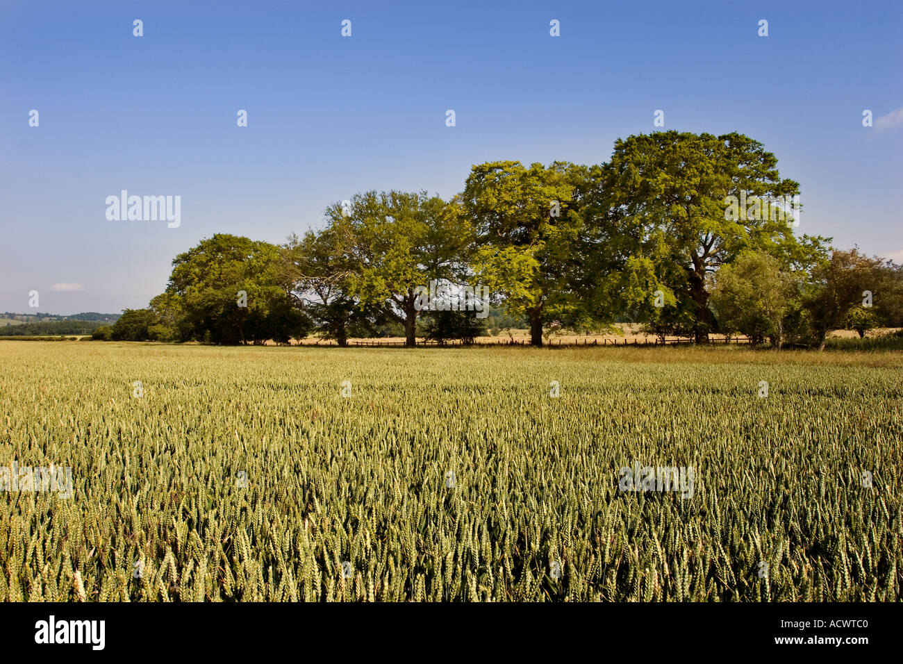 Wheat field with trees Ivinghoe England UK Stock Photo - Alamy
