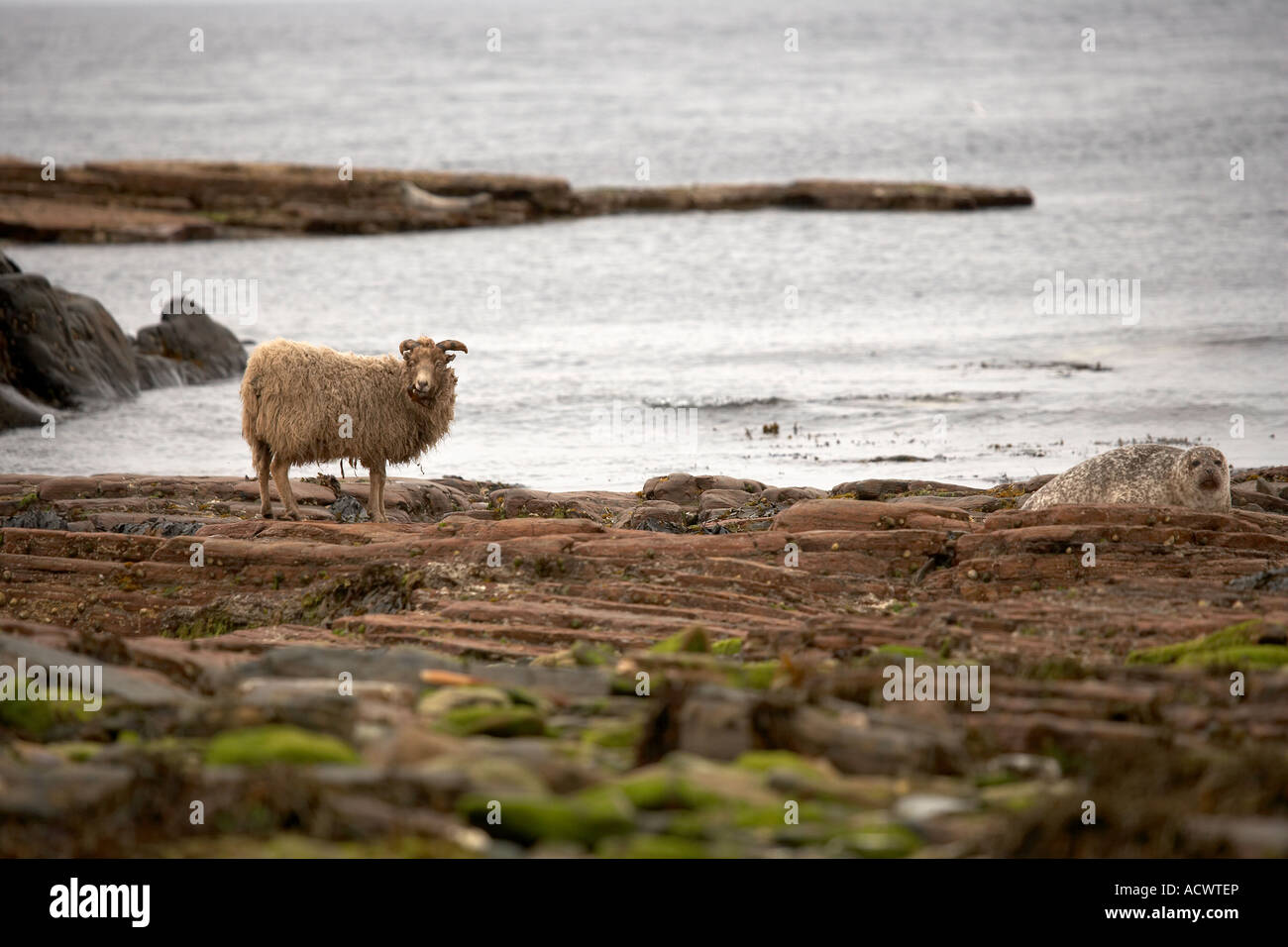 Ronaldsay Sheep High Resolution Stock Photography and Images - Alamy