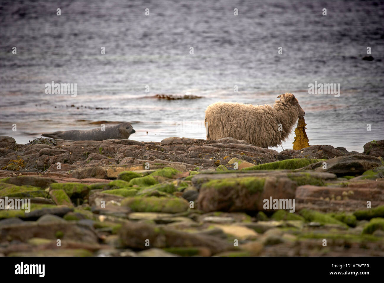 North Ronaldsay sheep eating seaweed on the beach next to a common seal ...