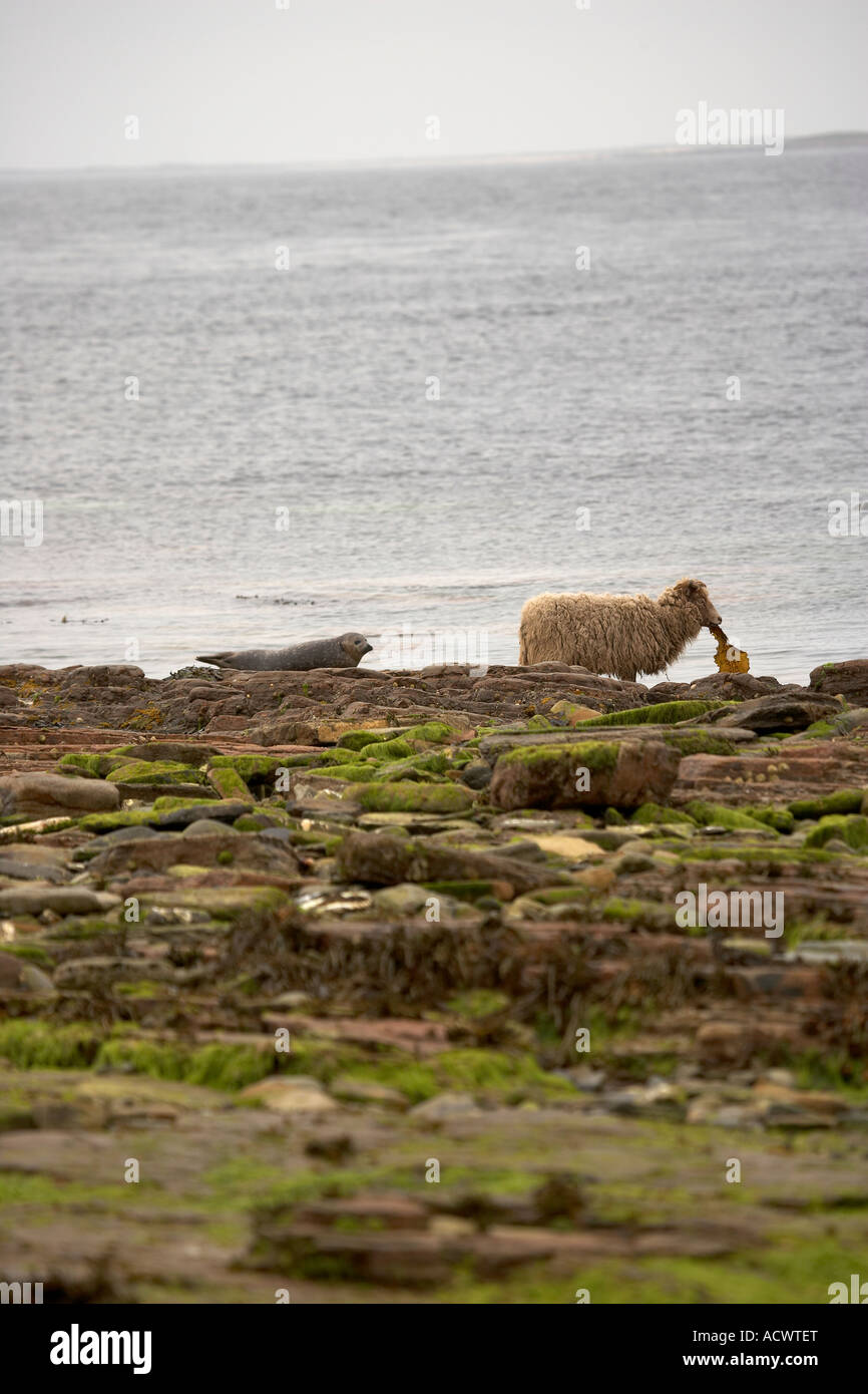 Seaweed eating sheep hi-res stock photography and images - Alamy