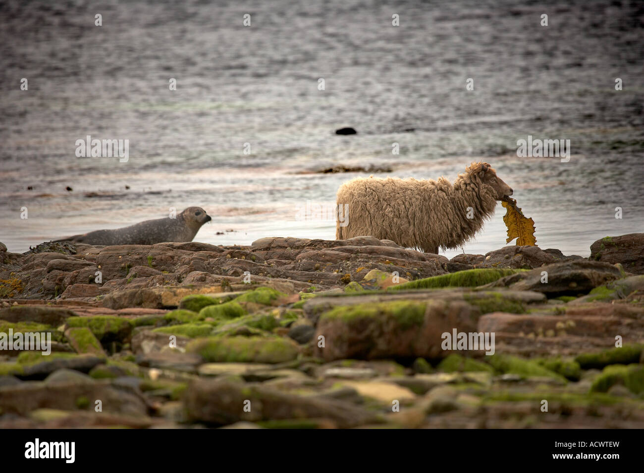 North Ronaldsay sheep eating seaweed on the beach next to a common seal ...