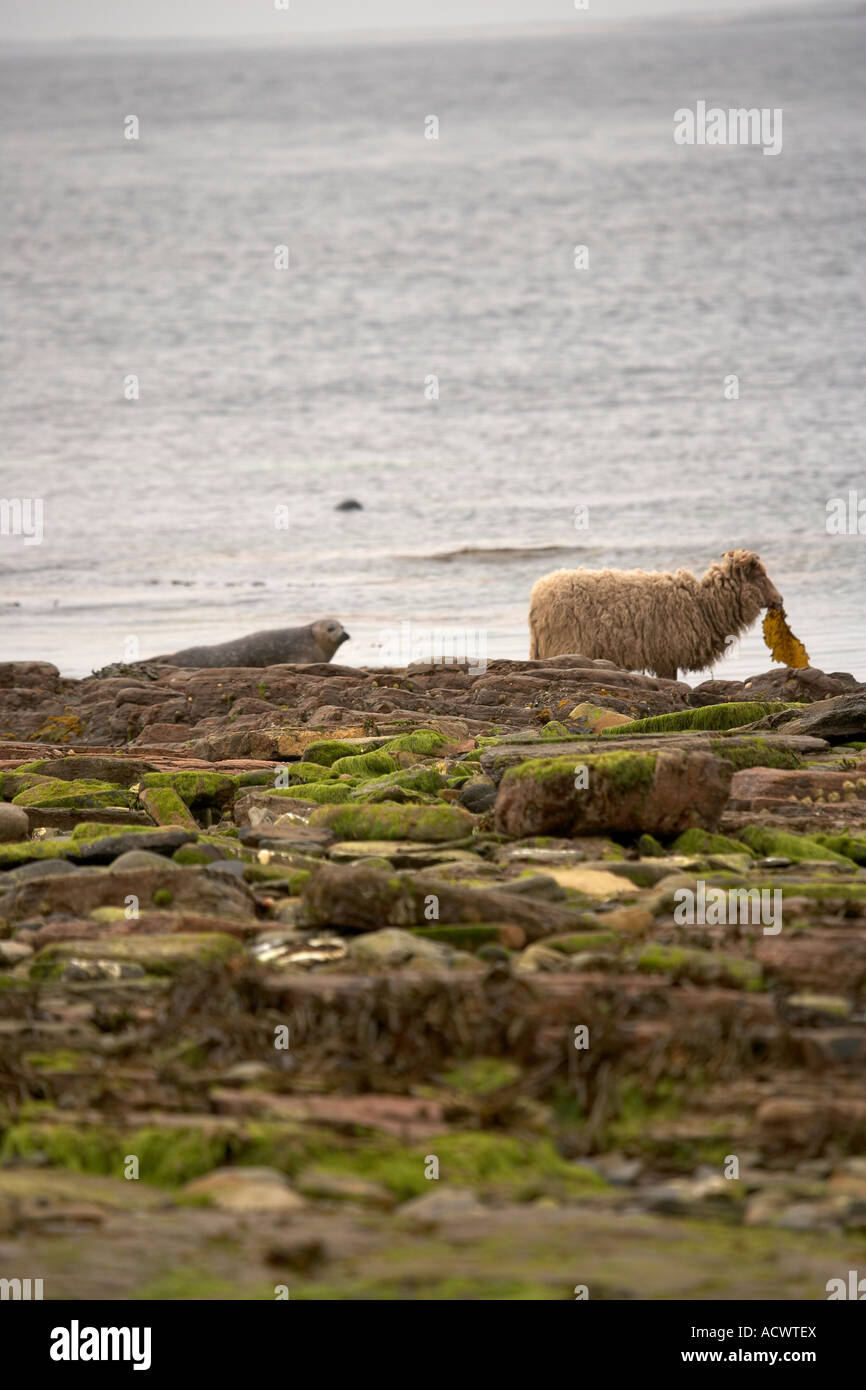 North Ronaldsay sheep eating seaweed on the beach next to a common seal ...
