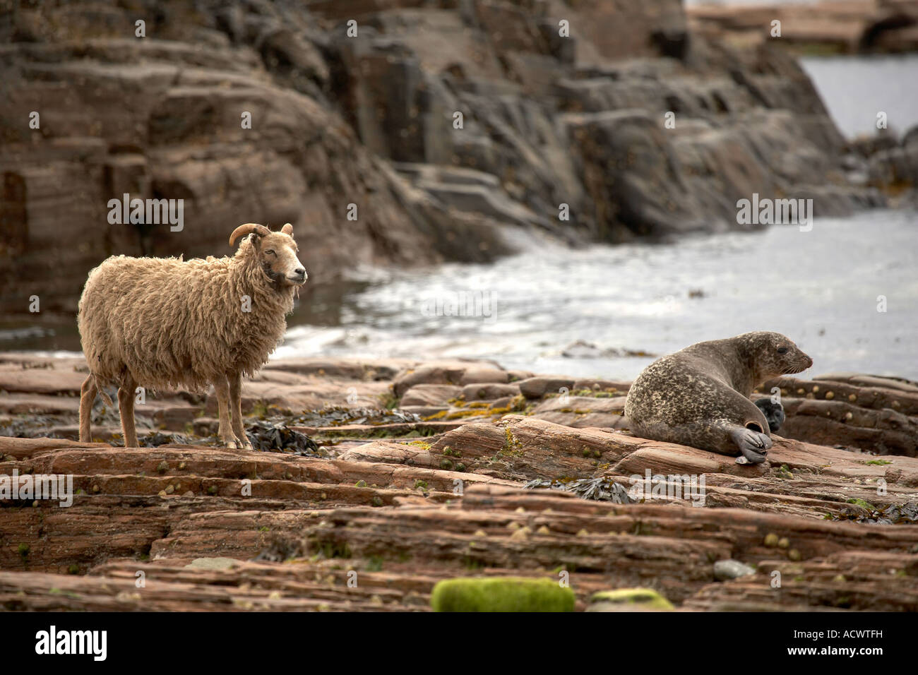 North Ronaldsay sheep on the shoreline next to a common seal N ...