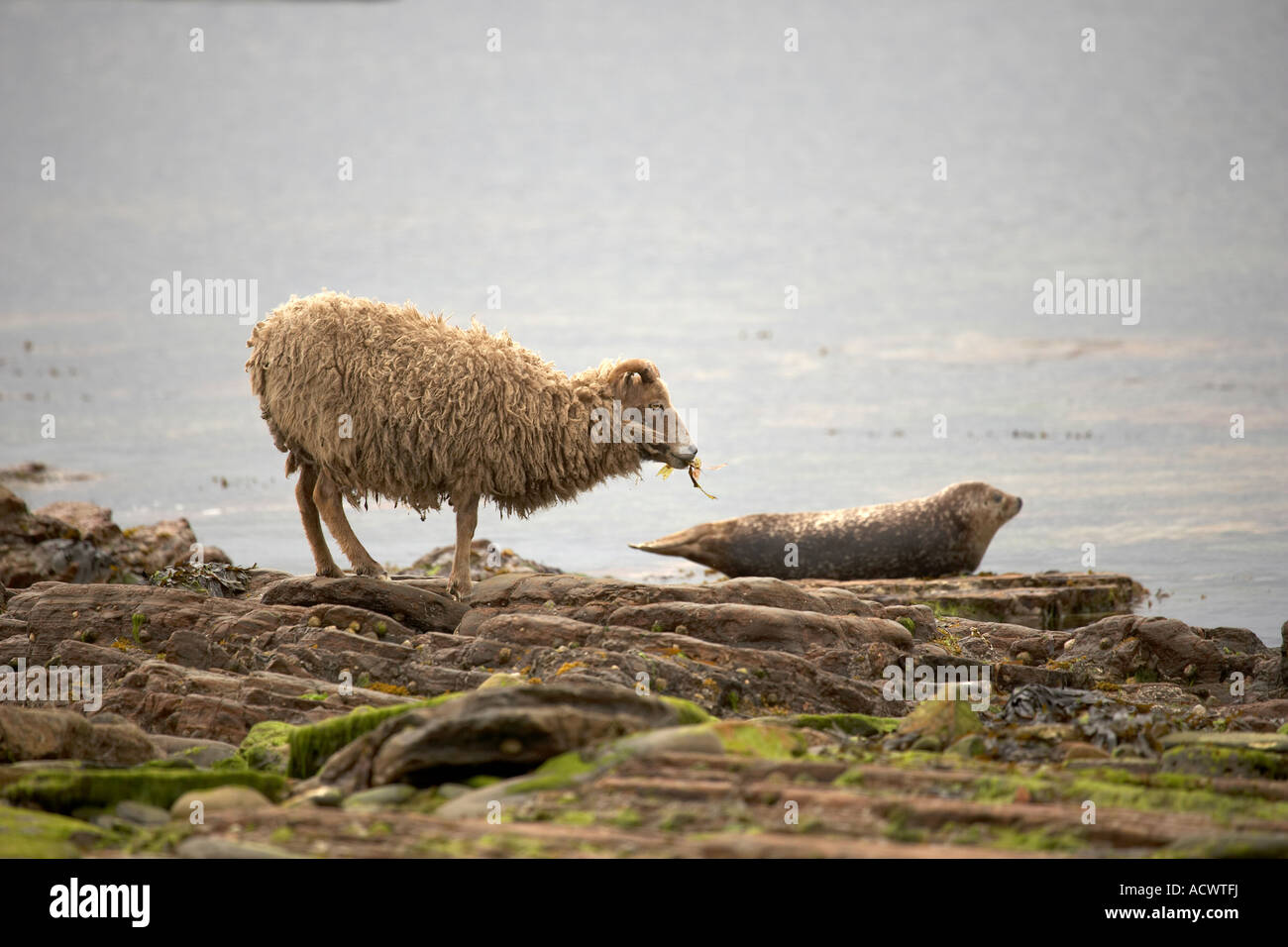 Seaweed eating sheep hi-res stock photography and images - Alamy