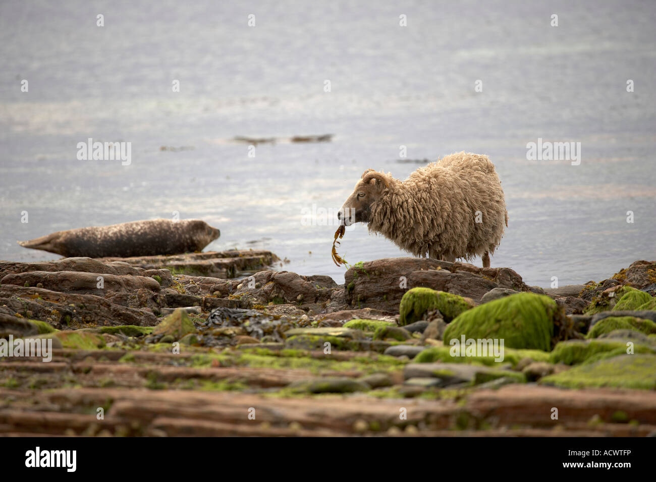 North Ronaldsay sheep eating seaweed on the beach next to a common seal ...