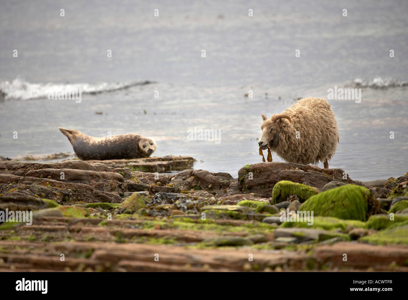 North Ronaldsay sheep eating seaweed on the beach next to a common seal ...