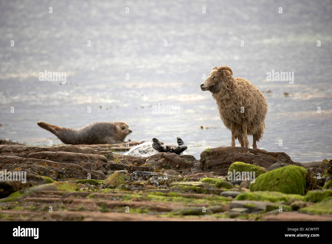 North Ronaldsay sheep on the shoreline next to a common seal Orkney ...