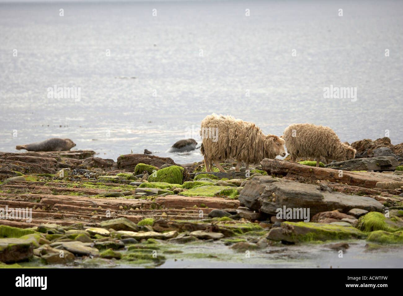 North Ronaldsay sheep eating seaweed on the beach next to a common seal ...