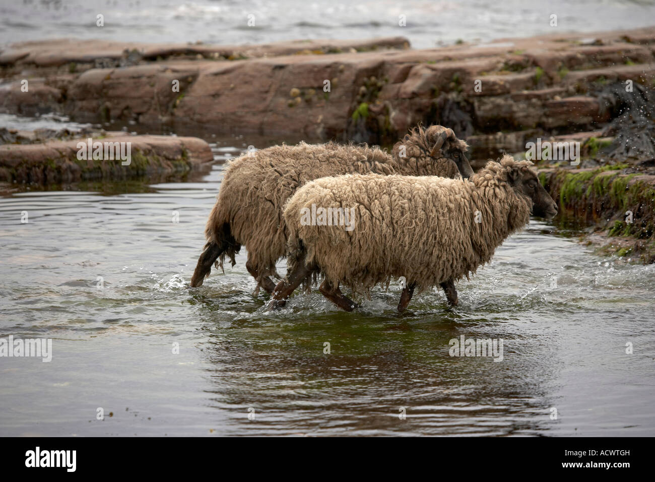 Ronaldsay sheep hi-res stock photography and images - Alamy