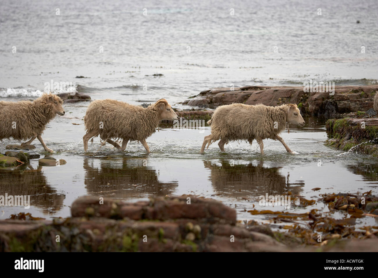 North Ronaldsay sheep in the sea North Ronaldsay Orkney Islands ...