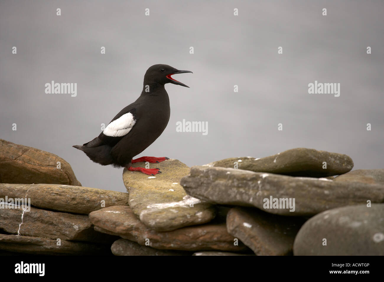 Black guillemot cepphus grylle calling hi-res stock photography and ...