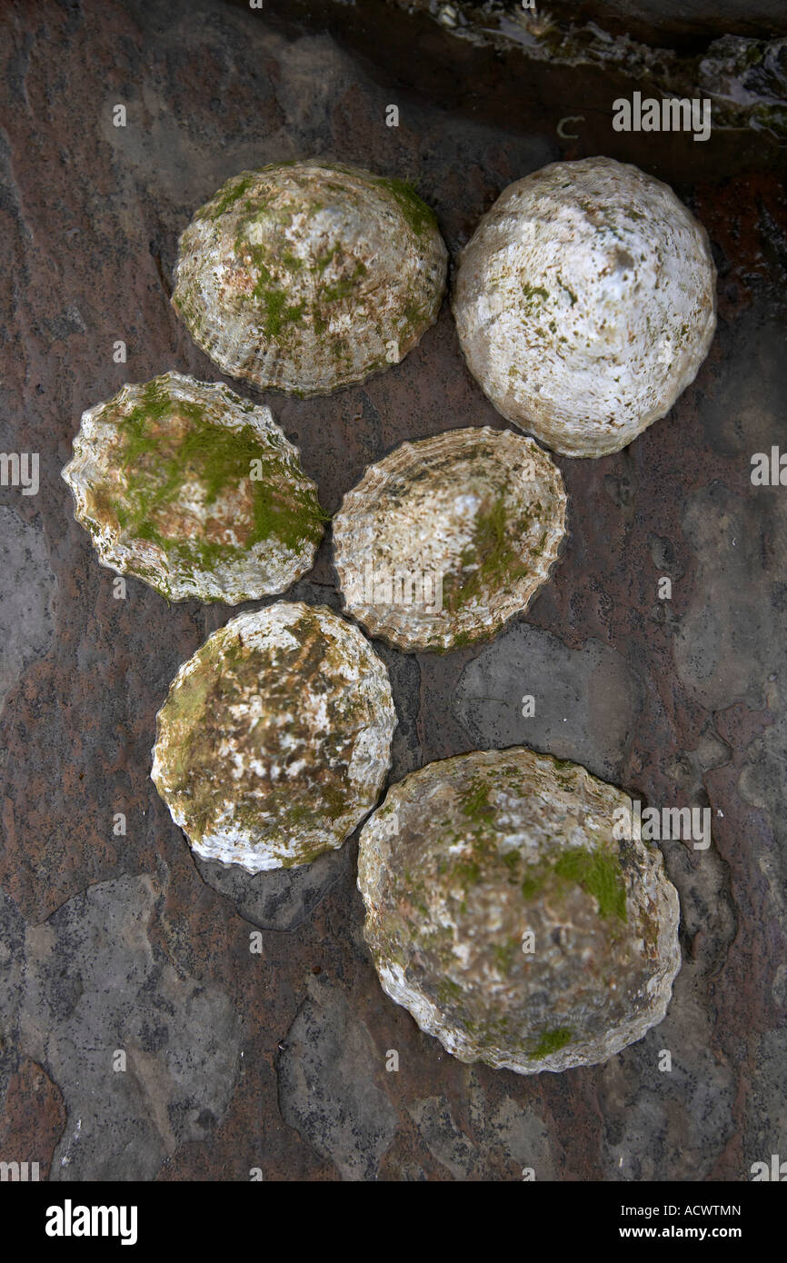 limpet shells on rocks North Ronaldsay Orkney Scotland UK Stock Photo ...