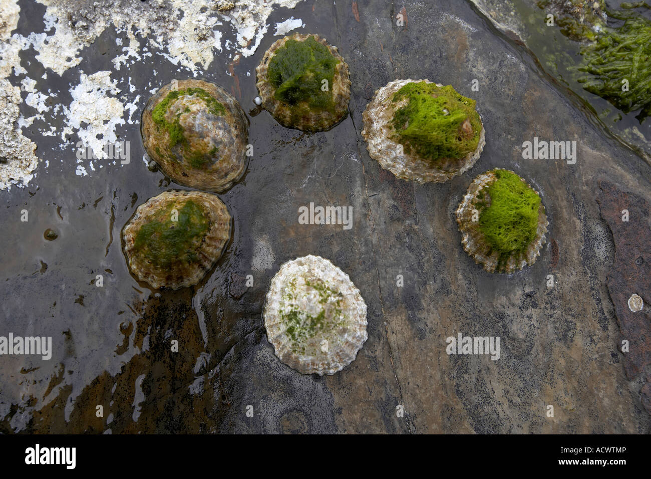 limpet shells on rocks North Ronaldsay Orkney Scotland UK Stock Photo ...