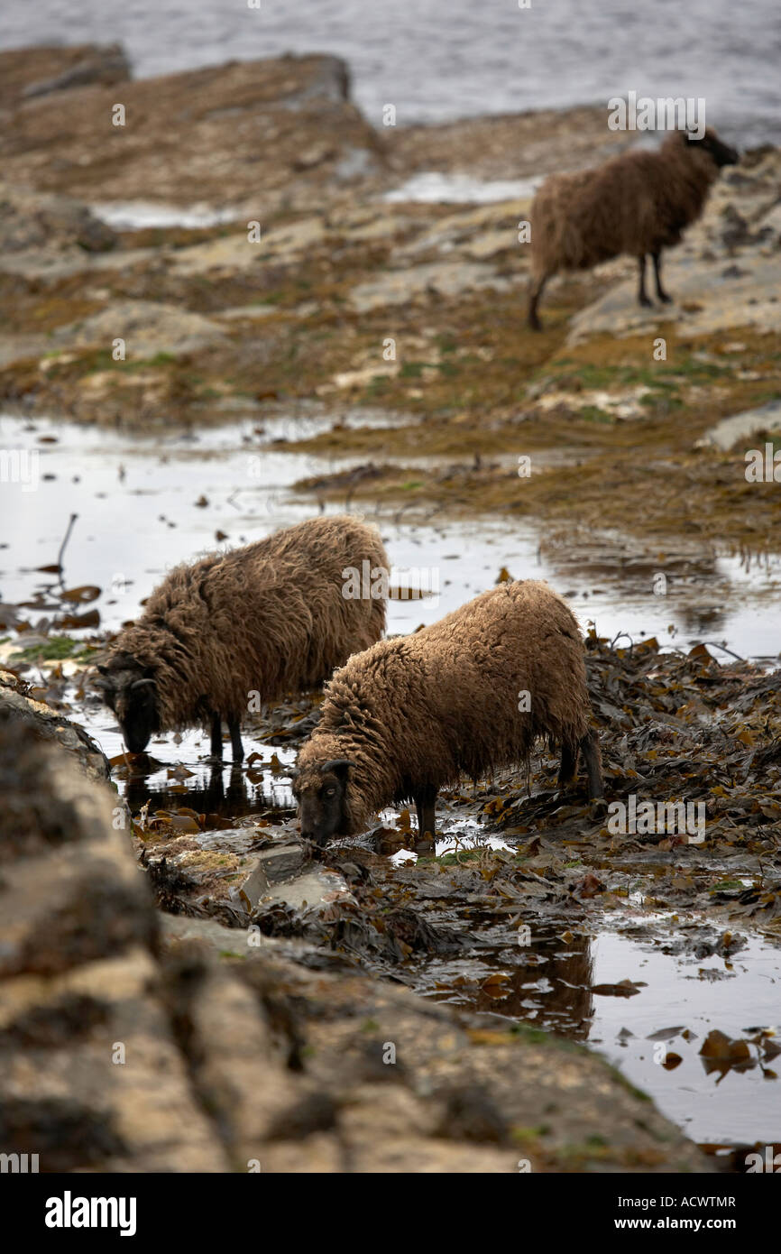 Seaweed eating sheep hi-res stock photography and images - Alamy
