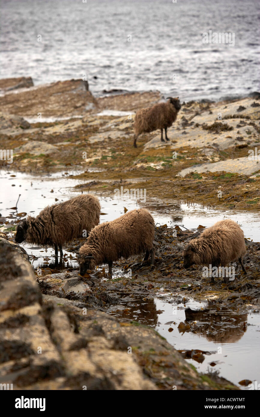 Seaweed eating sheep hi-res stock photography and images - Alamy