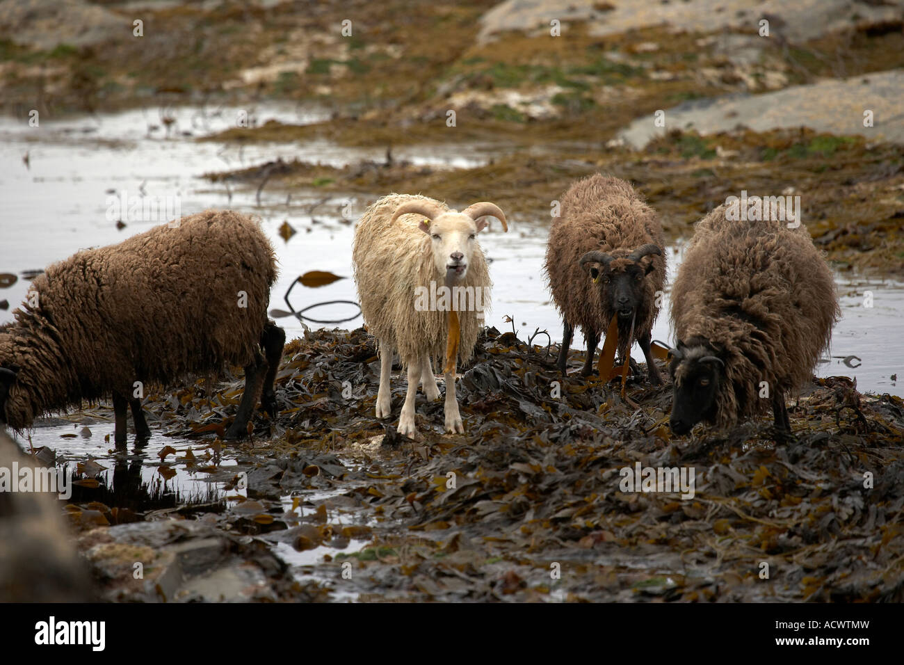 North Ronaldsay sheep eating seaweed and kelp on the shoreline North ...
