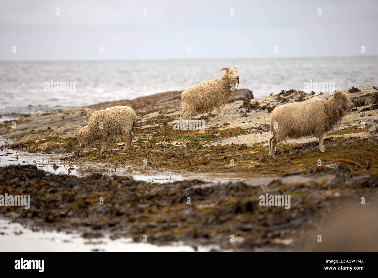Seaweed eating sheep hi-res stock photography and images - Alamy