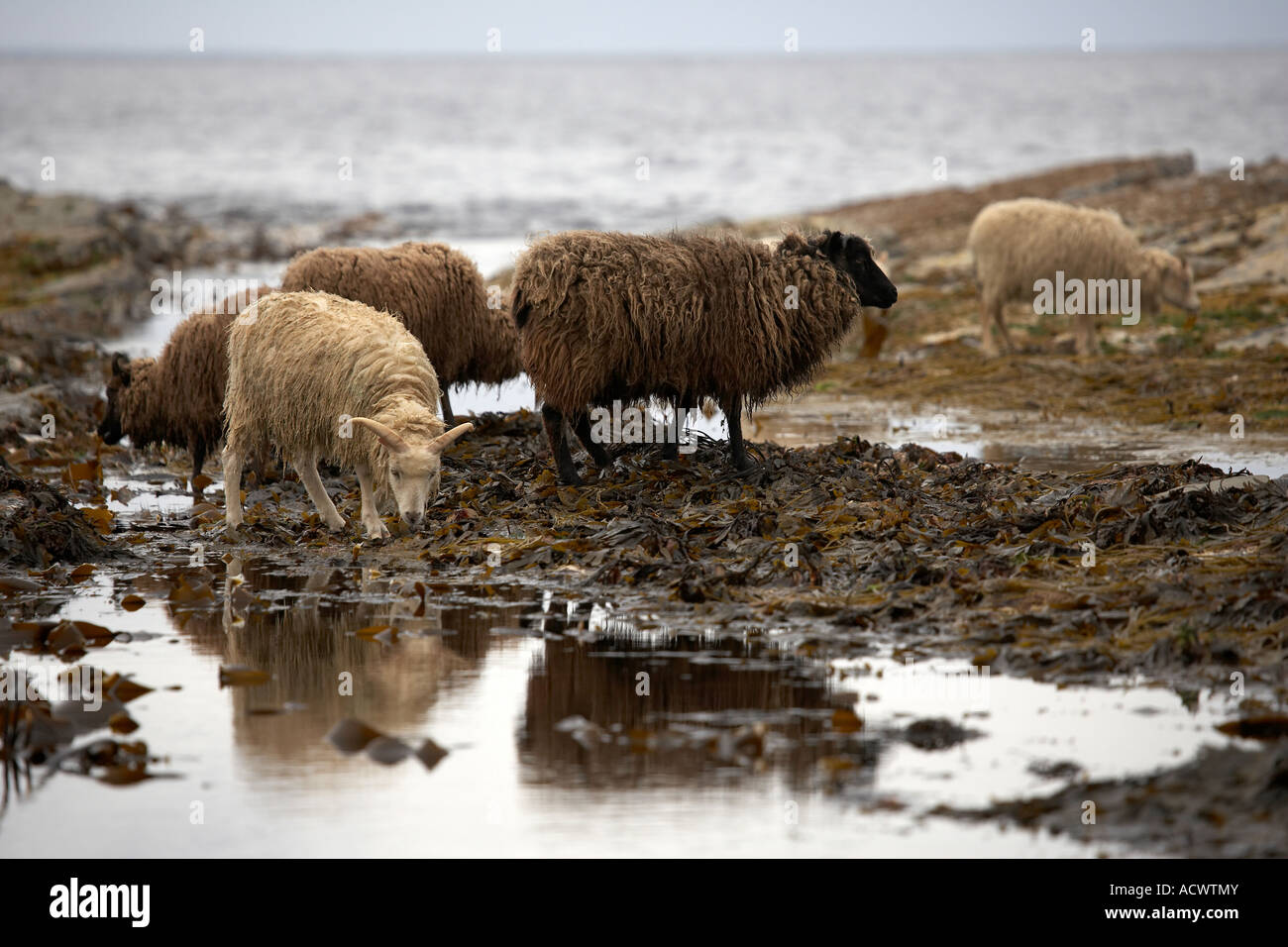Seaweed scotland farming hi-res stock photography and images - Alamy