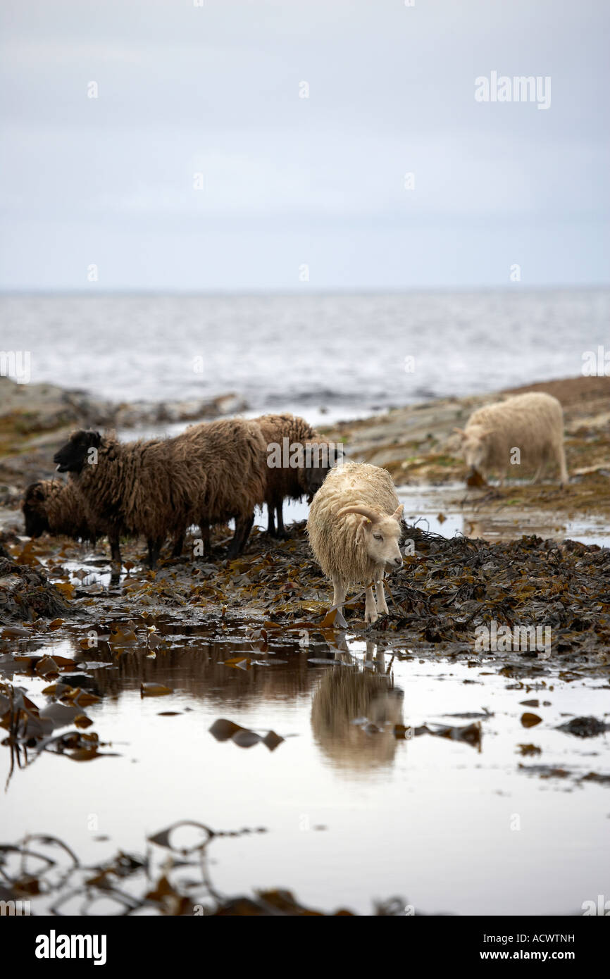 Seaweed scotland farming hi-res stock photography and images - Alamy