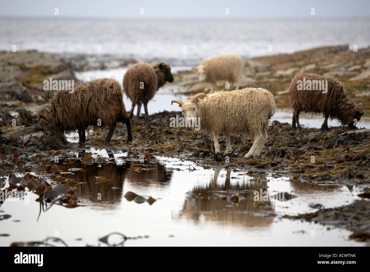 North Ronaldsay sheep eating seaweed and kelp on the shoreline North ...