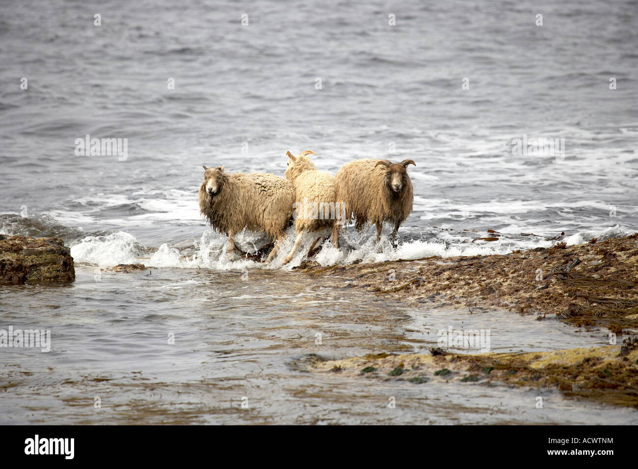 North Ronaldsay sheep eating seaweed and kelp and trying to avoid the ...