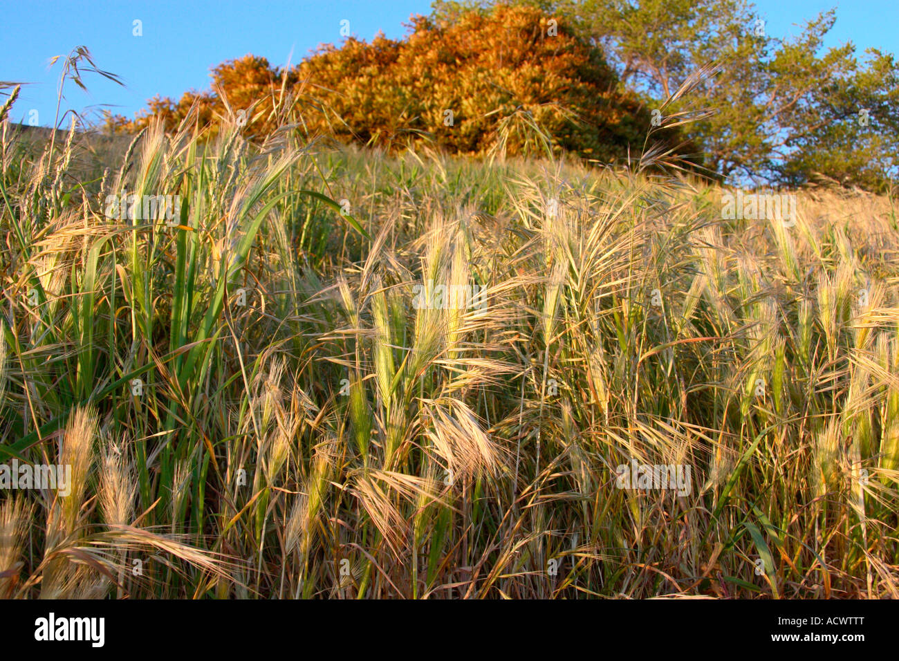 native coastal grasses pacific northwest Stock Photo - Alamy