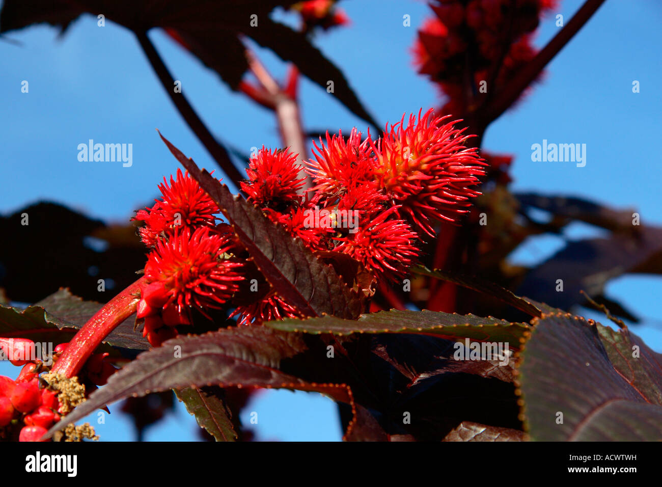 tree bearing fruit Stock Photo - Alamy