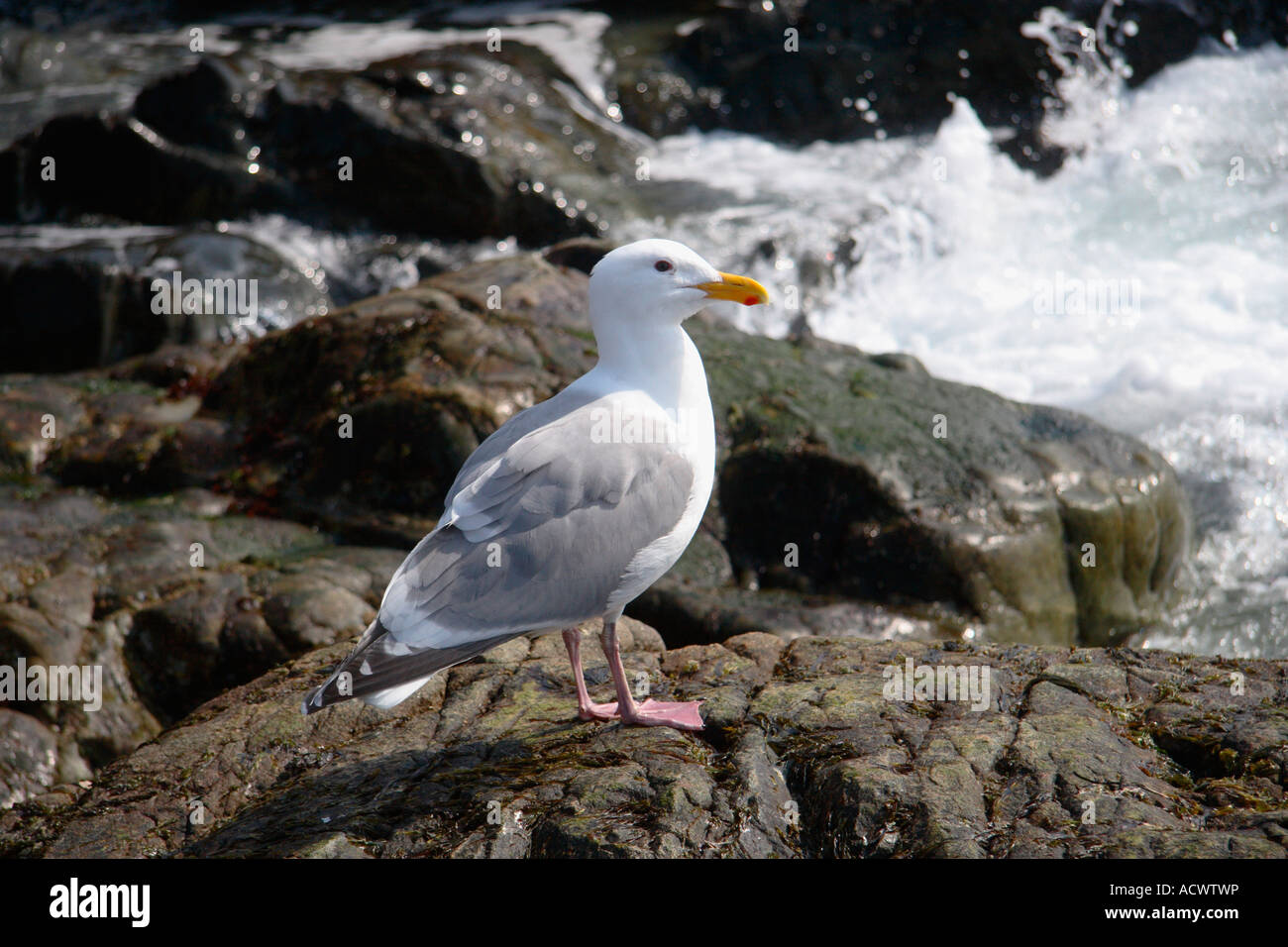 bird sea bird seagull wave ocean rocks Stock Photo - Alamy