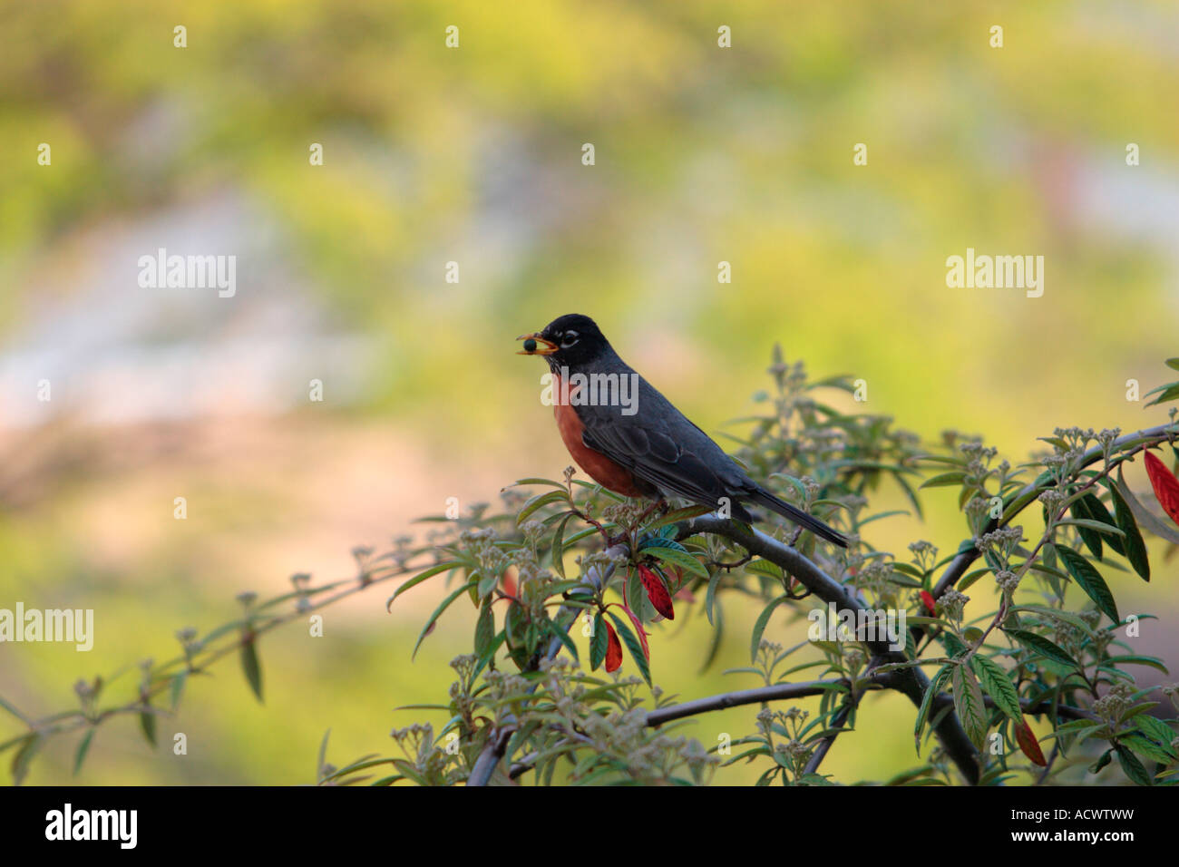 Robin in tree hi-res stock photography and images - Alamy