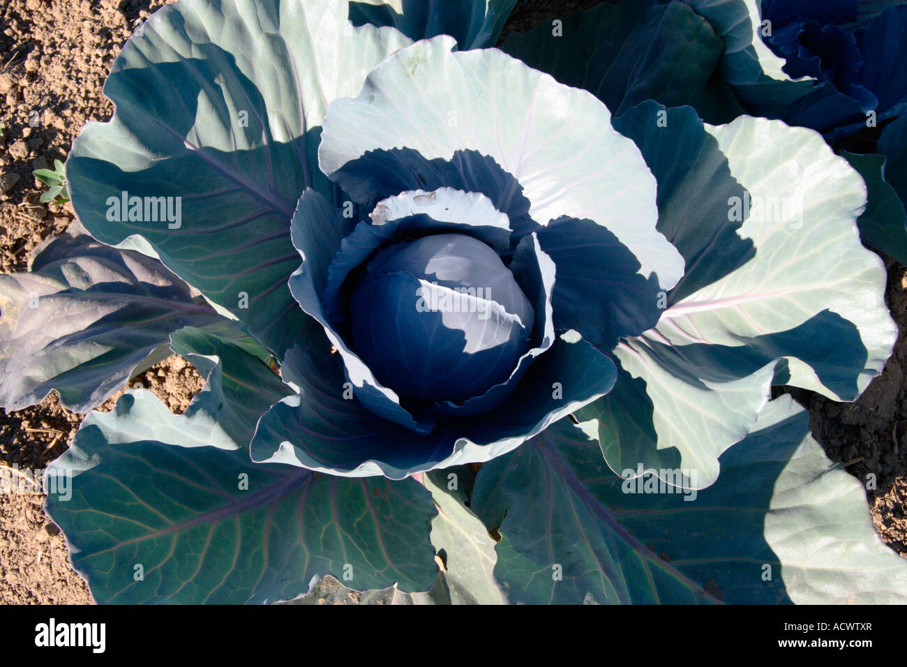 farming plant growing Stock Photo - Alamy