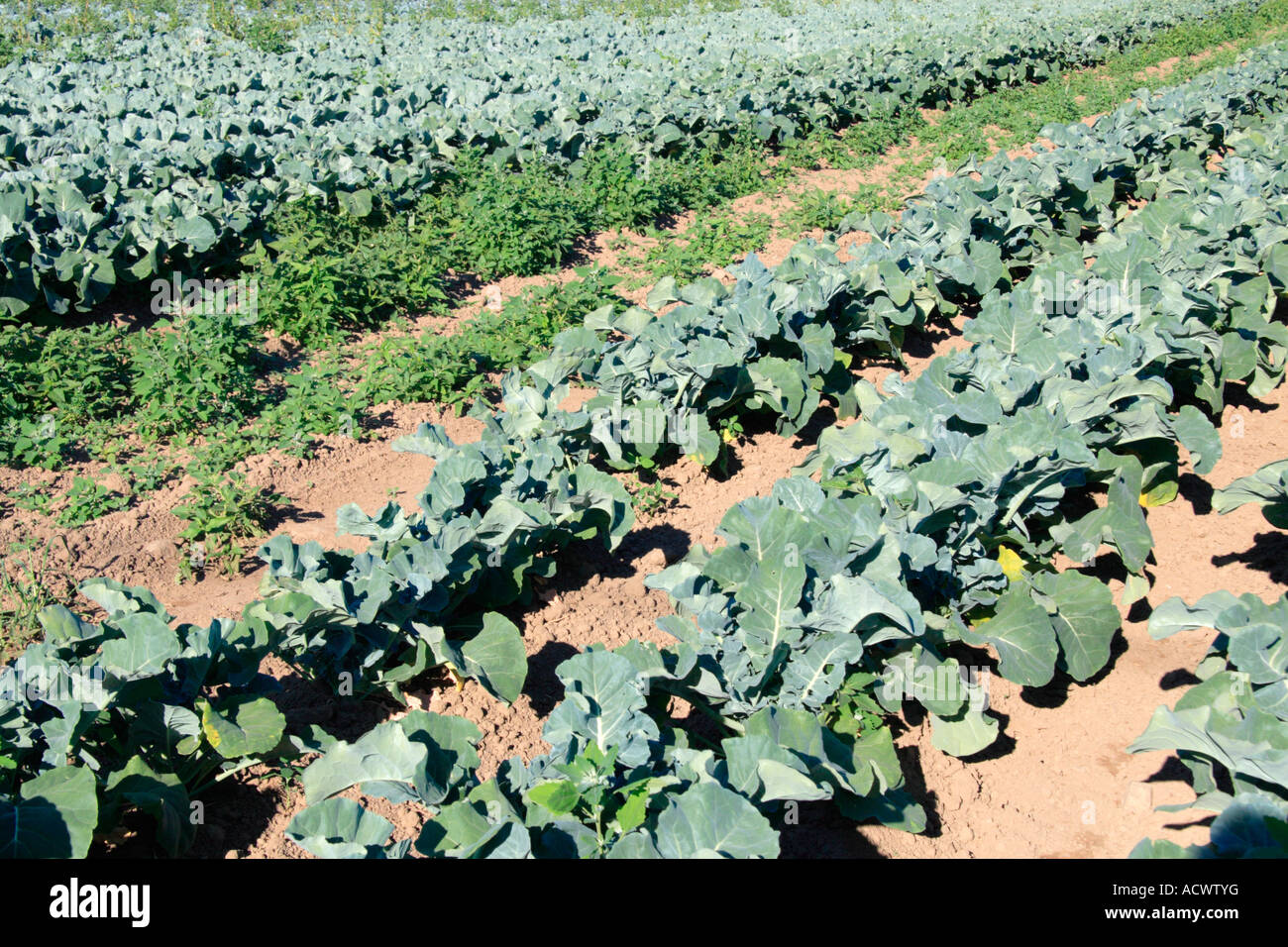 farming plants growing broccoli Stock Photo - Alamy